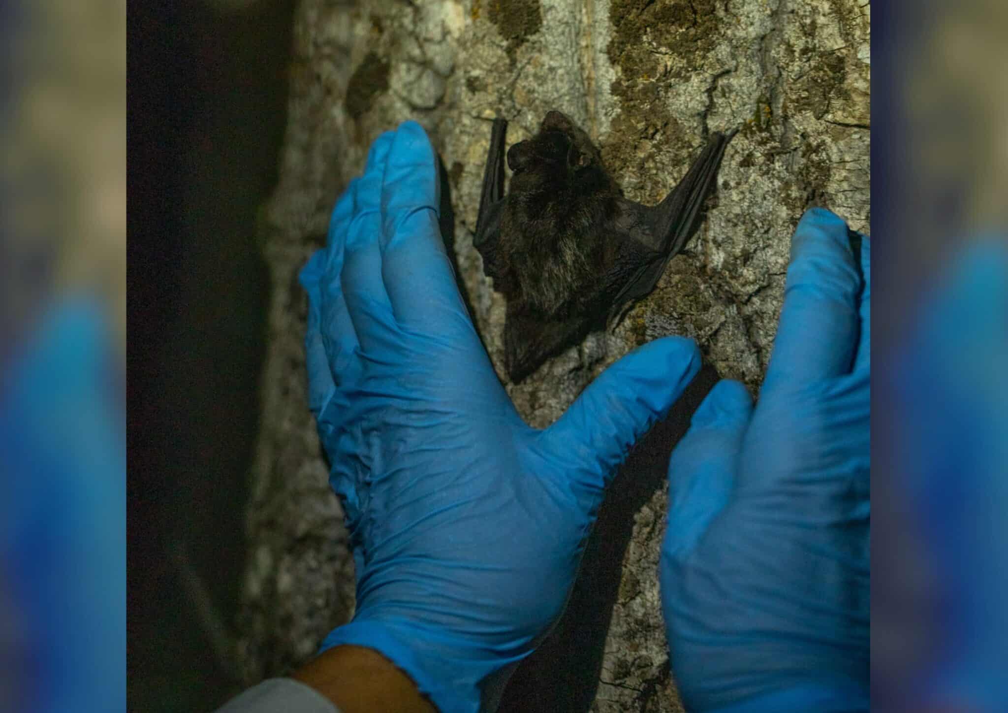 A New Species of Bat Was Just Found in Arizona