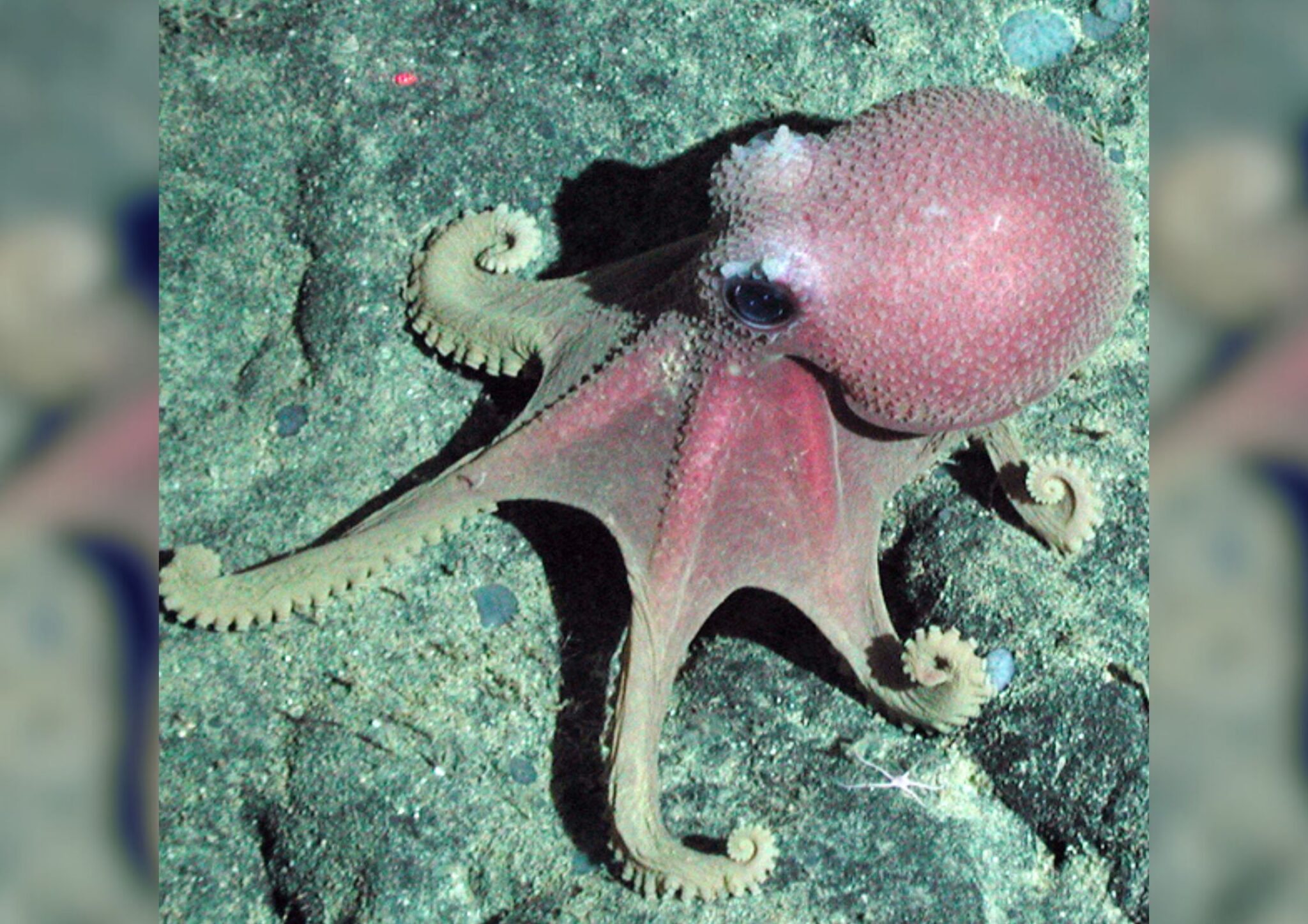 The Deepest-Diving Octopus Ever Recorded Was Just Spotted in the Pacific