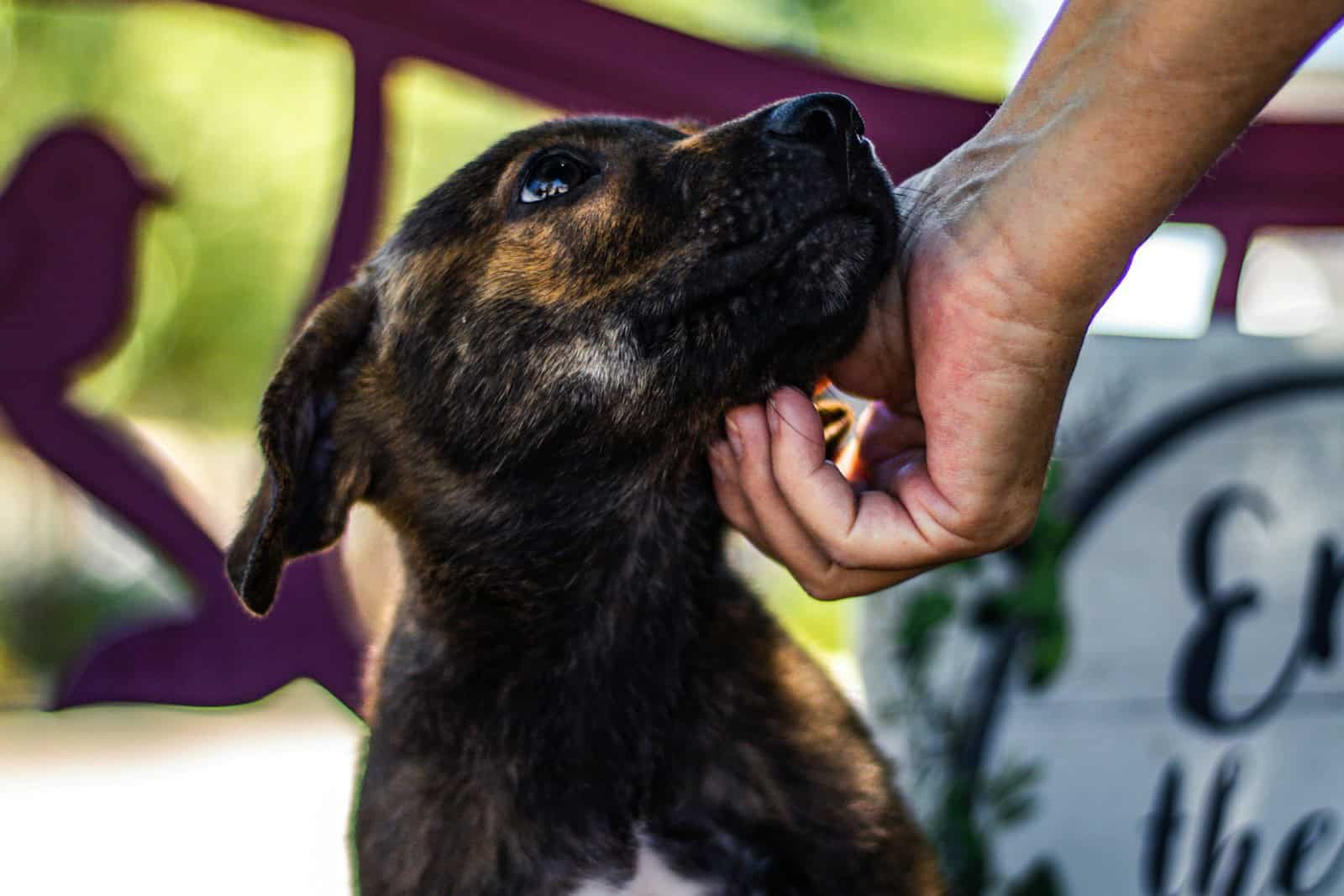 12 Times Animals Saved Human Lives in Incredible Ways - Animals Around ...