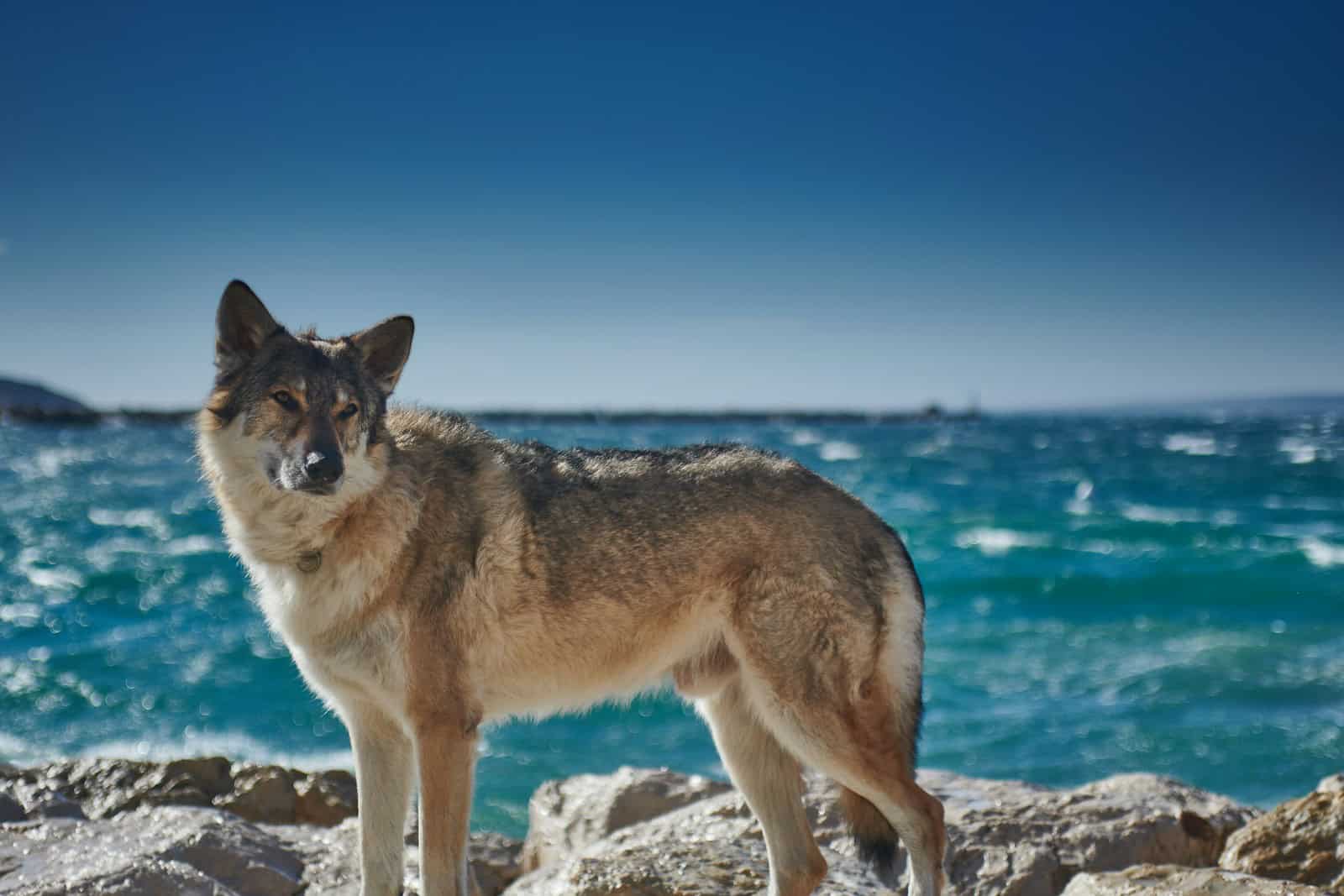 Top 10 Animals and Wildlife in British Columbia - Animals Around The Globe