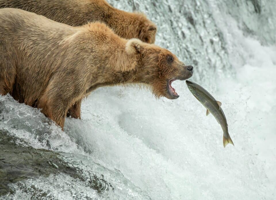 The US State With the Most Bear Attacks—And Why It’s Increasing ...