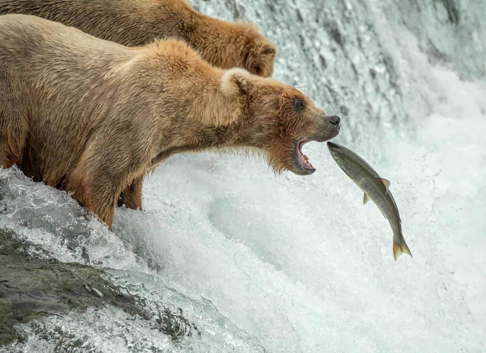 The US State With the Most Bear Attacks—And Why It’s Increasing ...
