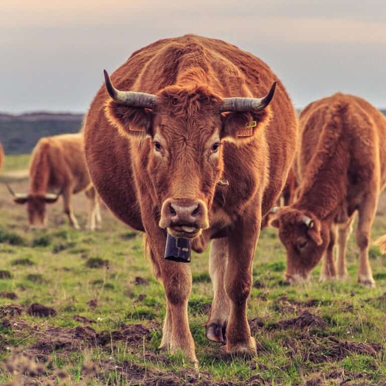 10 Animal Myths You’ve Believed for Years—But They’re Completely False ...