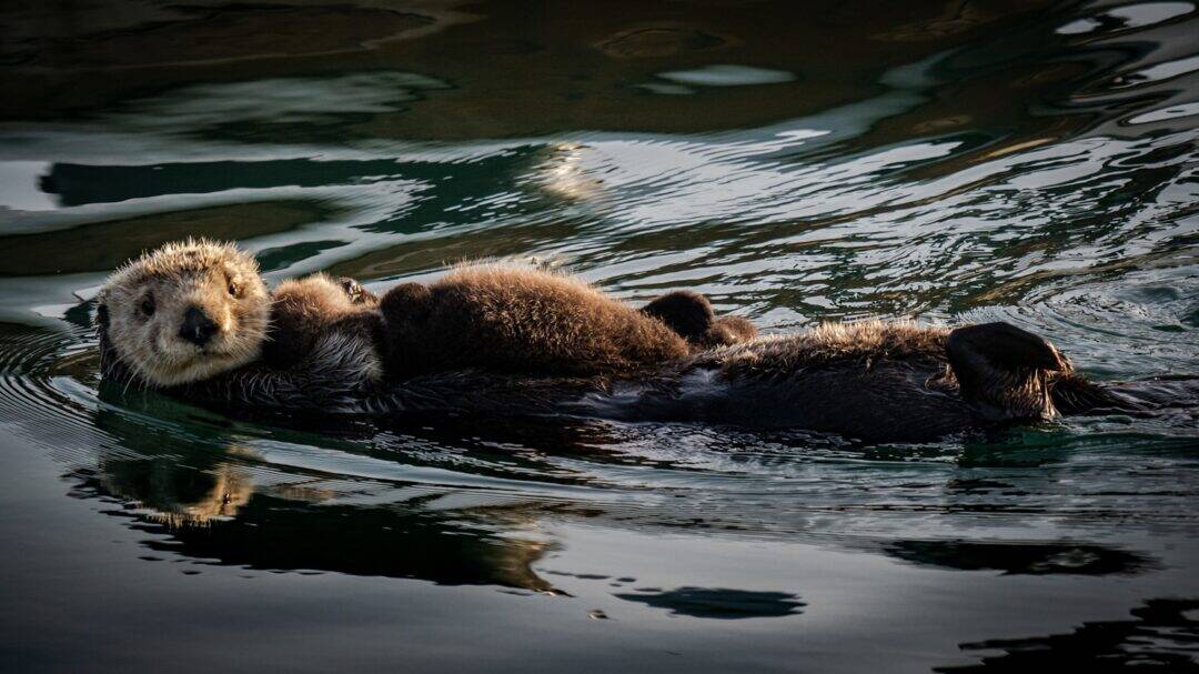 Otters Use Tools—Here’s How They Pass Them to Each Other
