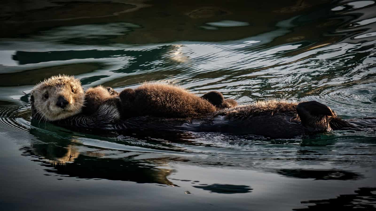 Otters Use Tools—Here’s How They Pass Them to Each Other