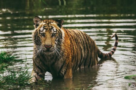 15 Strongest Animals by Body Size - Animals Around The Globe