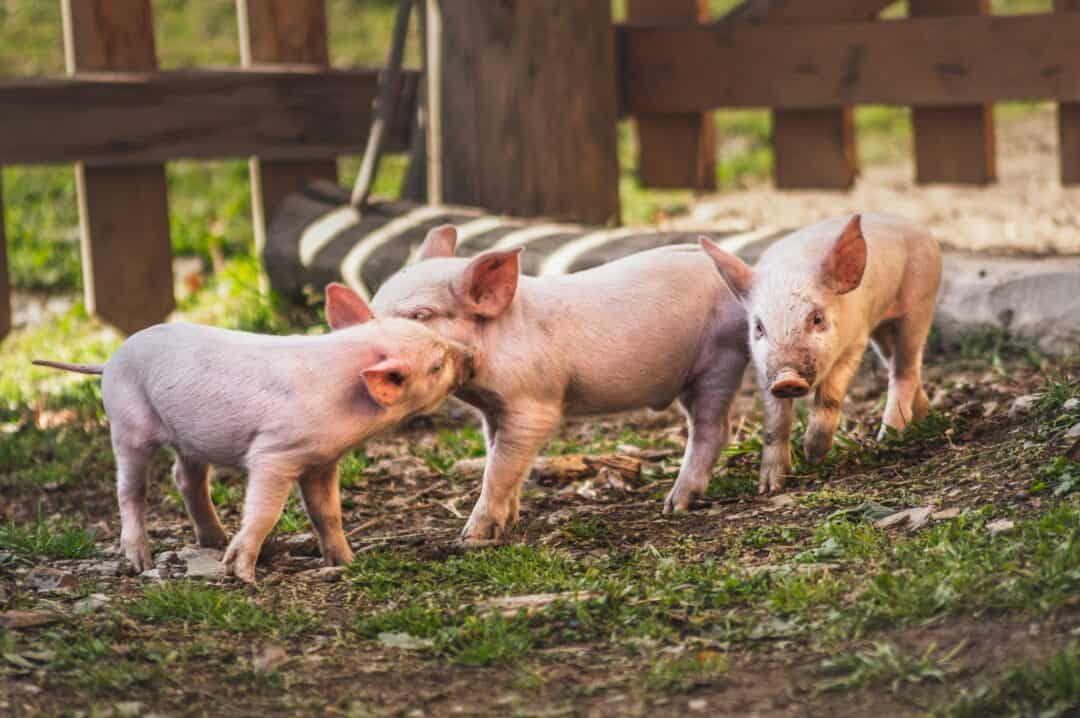 The Surprising Intelligence of Pigs in Puzzle Solving