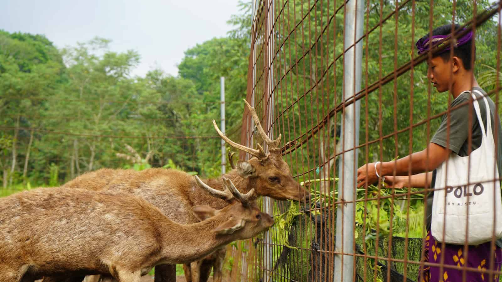 This U.S. Forest Is Home to the Largest Herd of Wild Elk - Animals ...