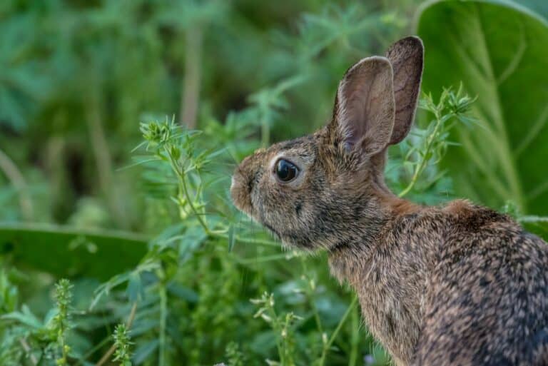 The History of Rabbits in American Folklore - Animals Around The Globe