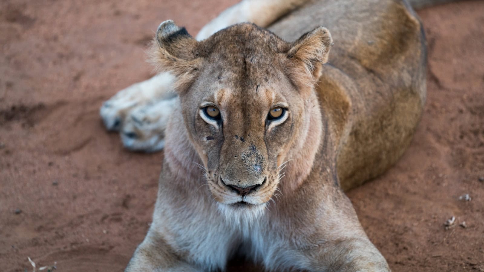 The Most Elusive Big Cats Still Prowling America