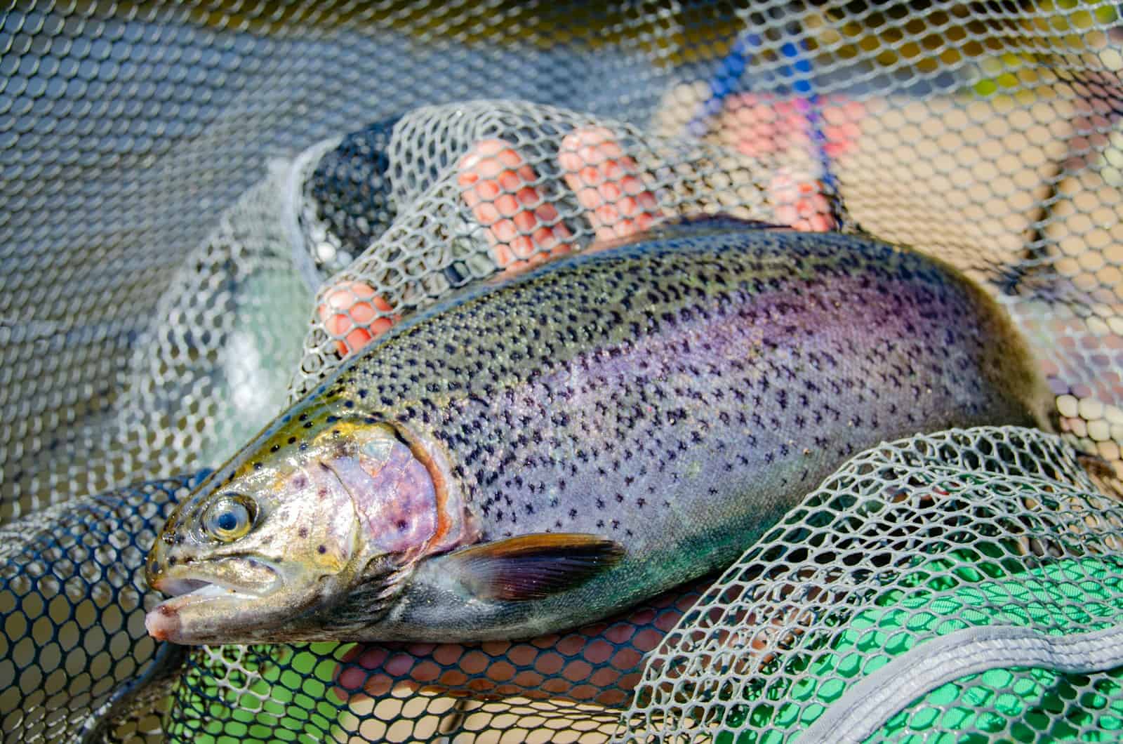 The Largest Trout Ever Pulled From U.S. Lakes - Animals Around The Globe