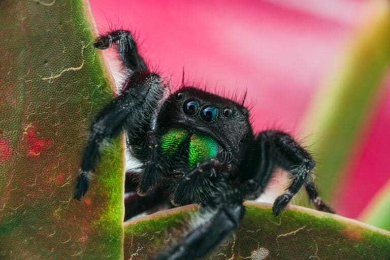 14 Predators That Work Together to Outsmart Their Prey - Animals Around ...