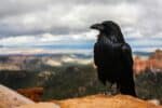 How Crows Recognize Human Faces and Hold Grudges - Animals Around The Globe
