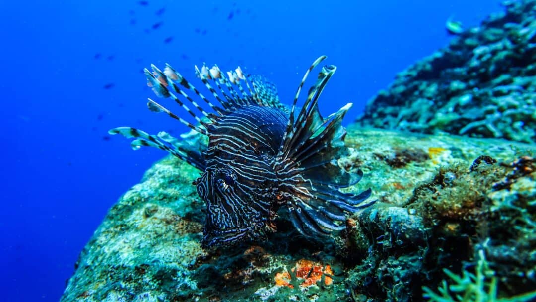 These 11 Invasive Species Are Taking Over the US - Animals Around The Globe