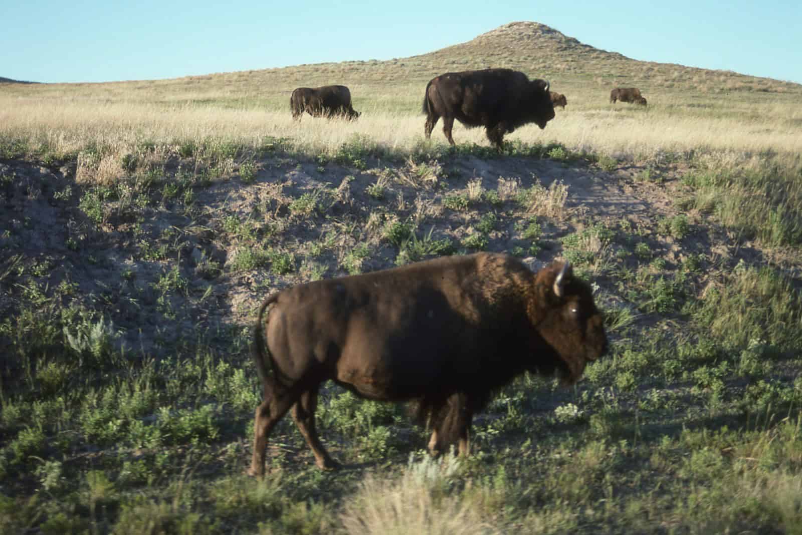 A Perfectly Preserved Ice Age Bison Was Just Discovered - Animals ...