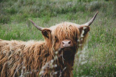 The Fluffiest Cows Conquering the World One Photo at a Time - Animals ...