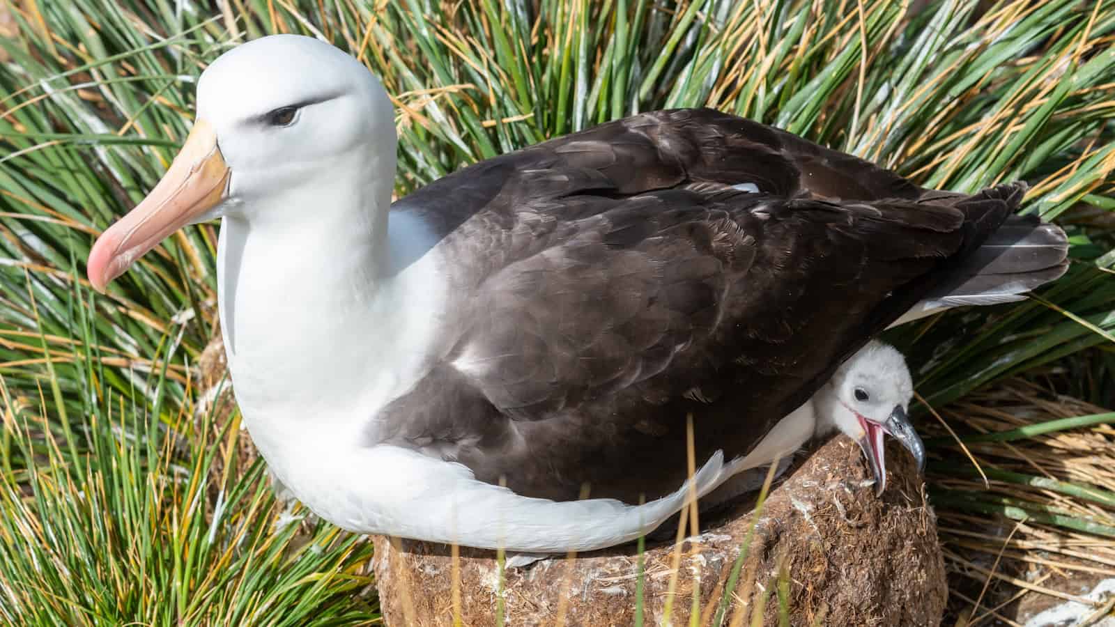 This Forgotten Island Holds the World's Largest Seabird Colony