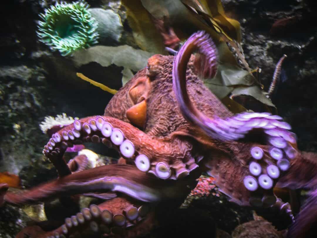 This Octopus’s Brain Is Distributed Across Its Arms - Animals Around ...