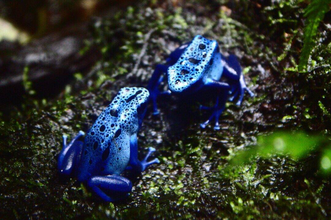 The Secret of How Frogs Survive Toxic Environments - Animals Around The ...
