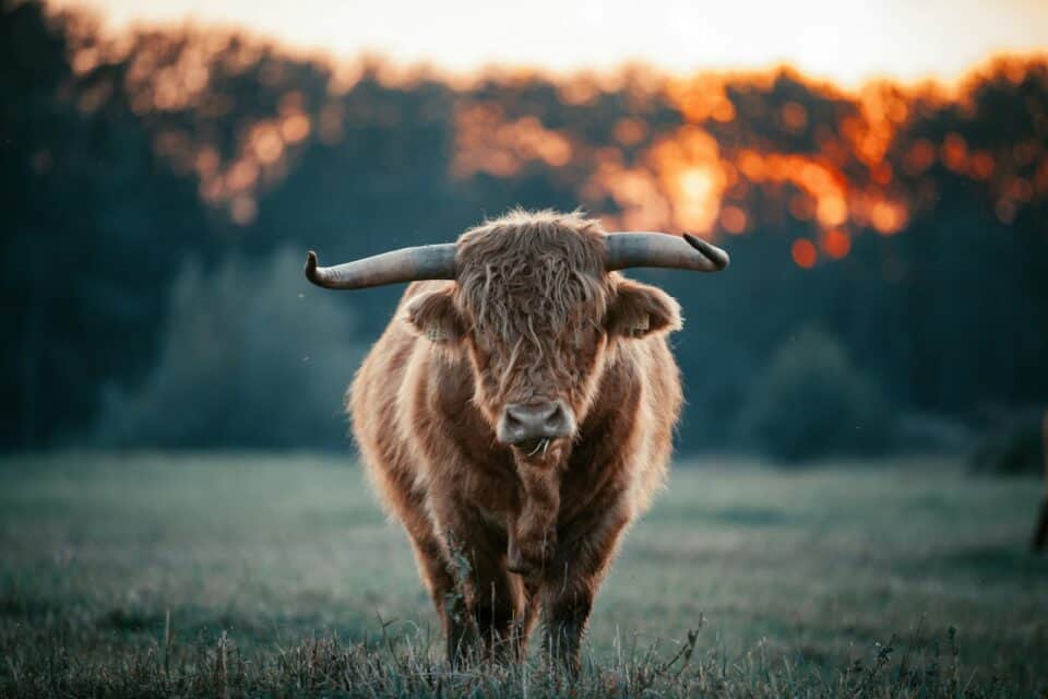 The Fluffiest Cows Conquering the World One Photo at a Time - Animals ...
