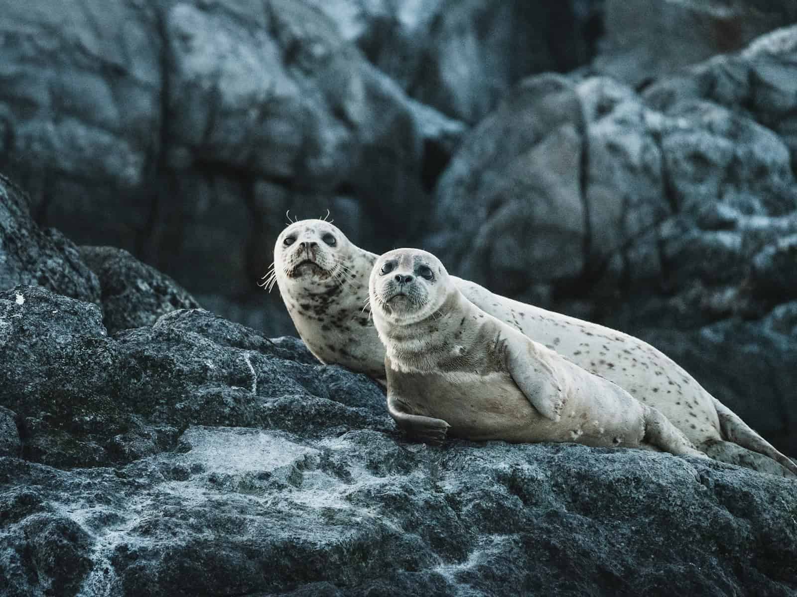 Northern Fur Seals How Males Establish Dominance in Breeding Grounds ...