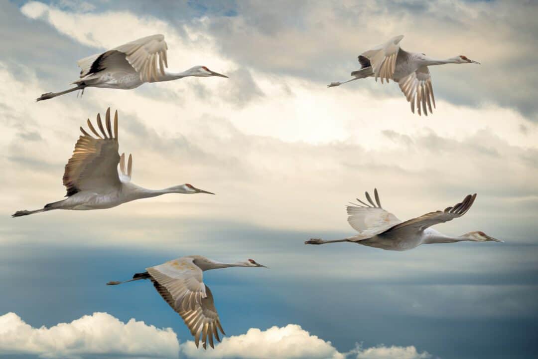 How Strong Winds Affect the Flight Patterns of Birds - Animals Around ...