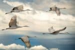 How Birds Use Earth’s Magnetic Field to Navigate