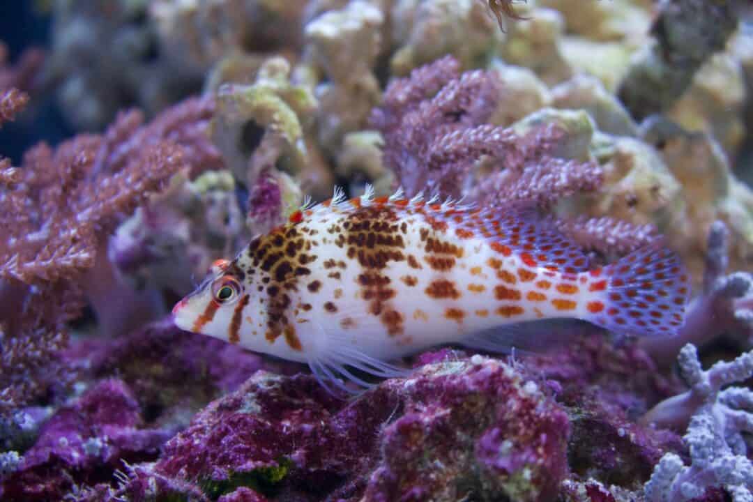 Do Fish Feel Pain? Science Finally Has an Answer - Animals Around The Globe