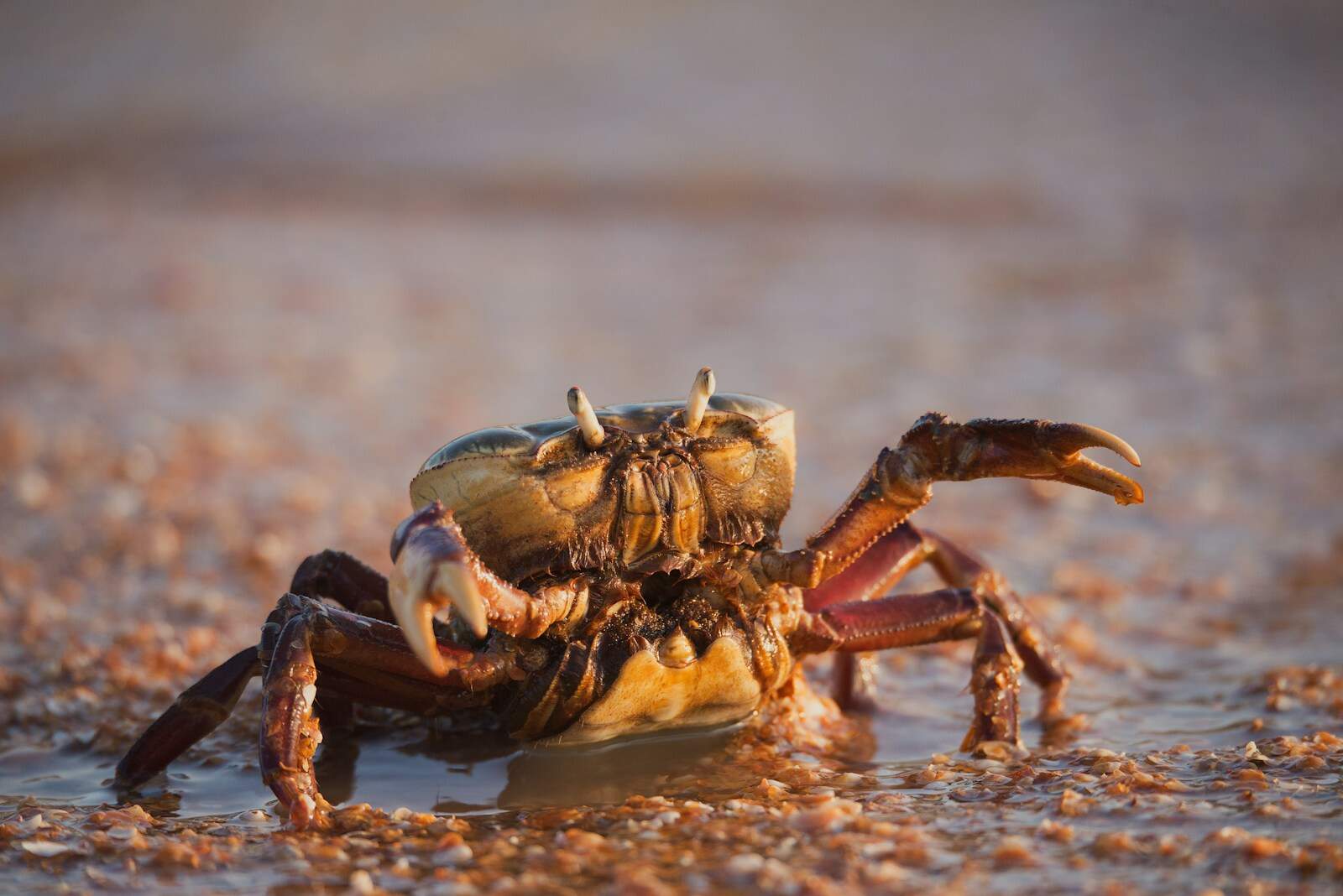 What’s Causing Thousands of Crabs to Wash Ashore in Florida? - Animals ...