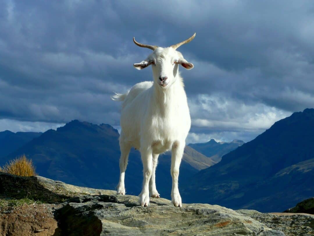 The Goat That Caused Thunderstorms in Nordic Myth - Animals Around The ...