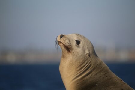 12 Most Popular Zoo Animals Ranked by US Visitor Interest - Animals ...