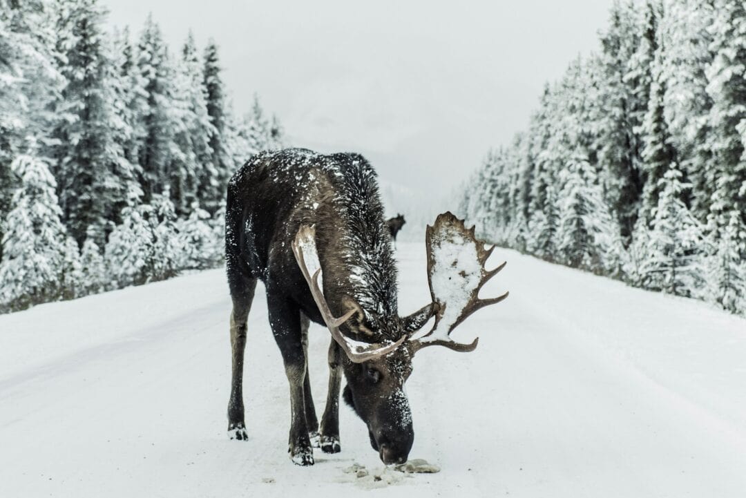 12 Largest Land Animals Roaming the Planet Today - Animals Around The Globe