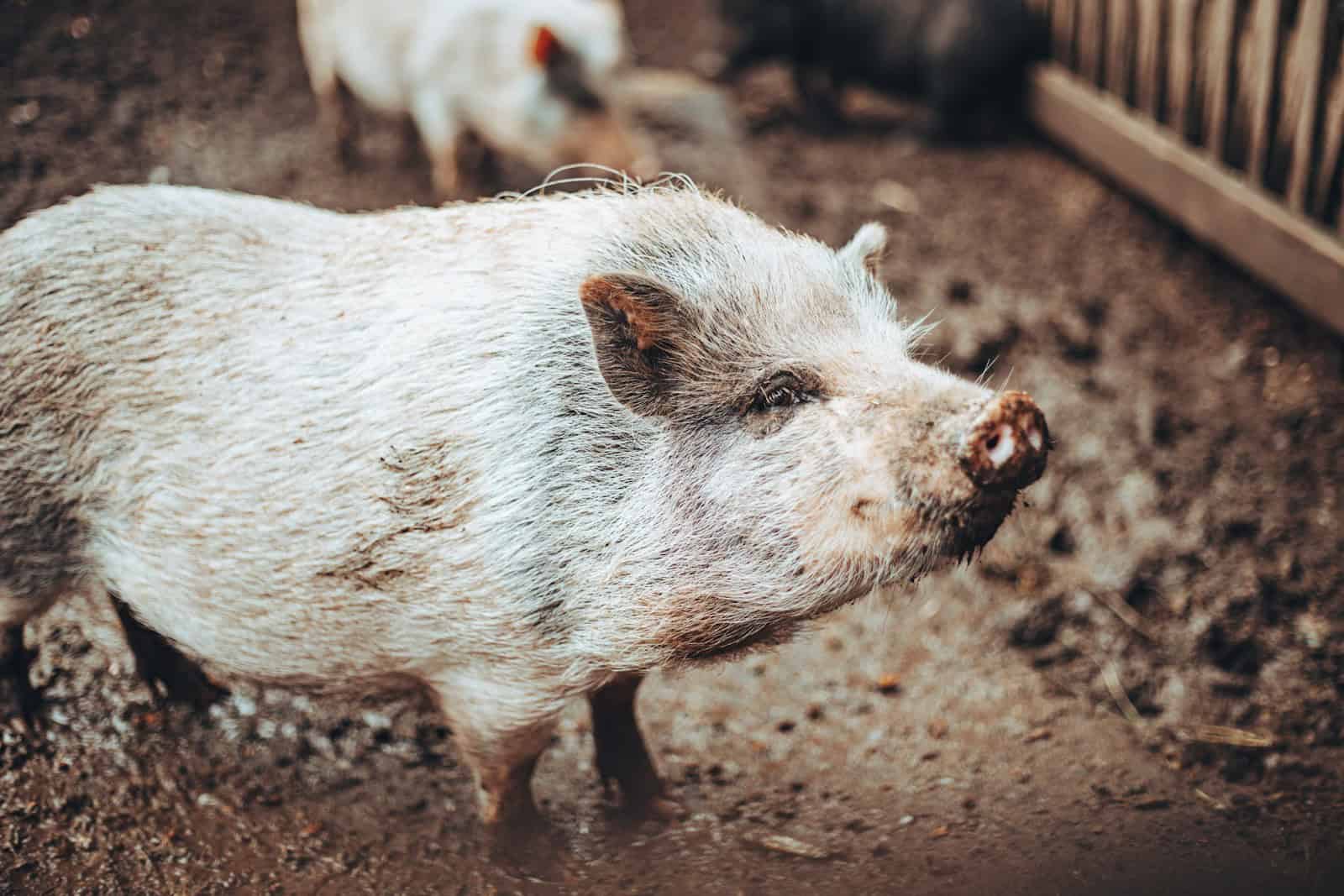 The Tiniest Pigs You’ll Want to Adopt Right Now - Animals Around The Globe