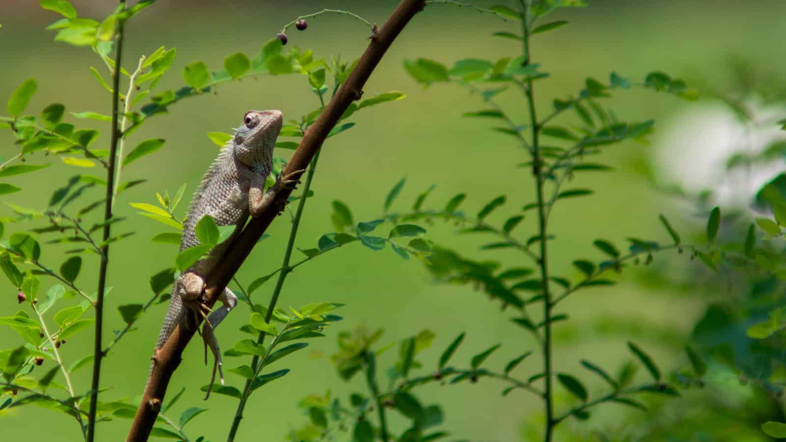 Can Iguanas Really Fall From Trees During Cold Snaps? - Animals Around ...