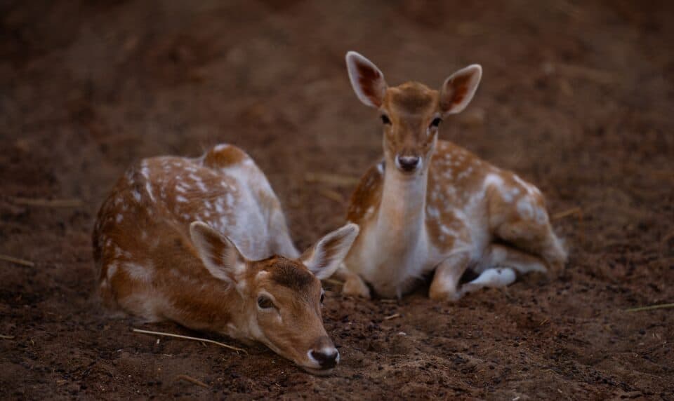 How Fast Can a Deer Run? You Might Be Surprised