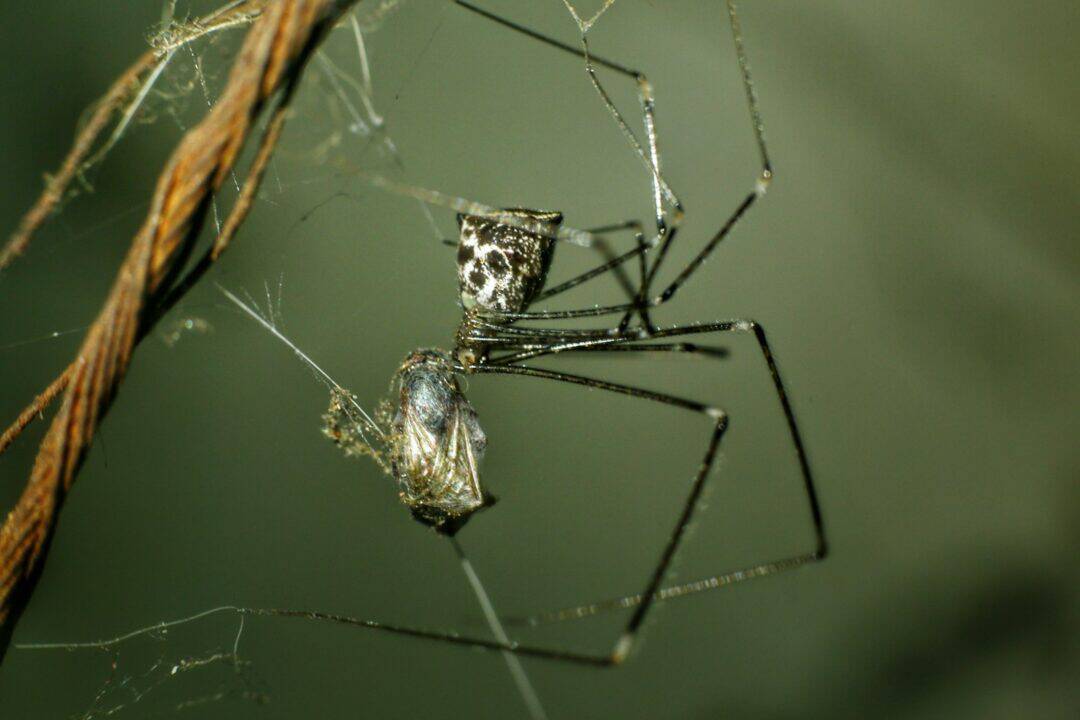 Why Spiders Don’t Get Stuck in Their Own Webs - Animals Around The Globe