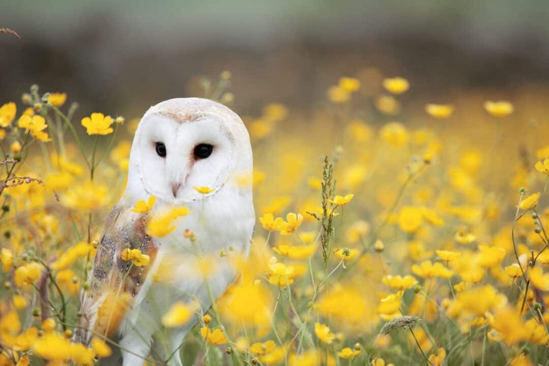 This Owl Sounds Like a Screaming Human - Animals Around The Globe