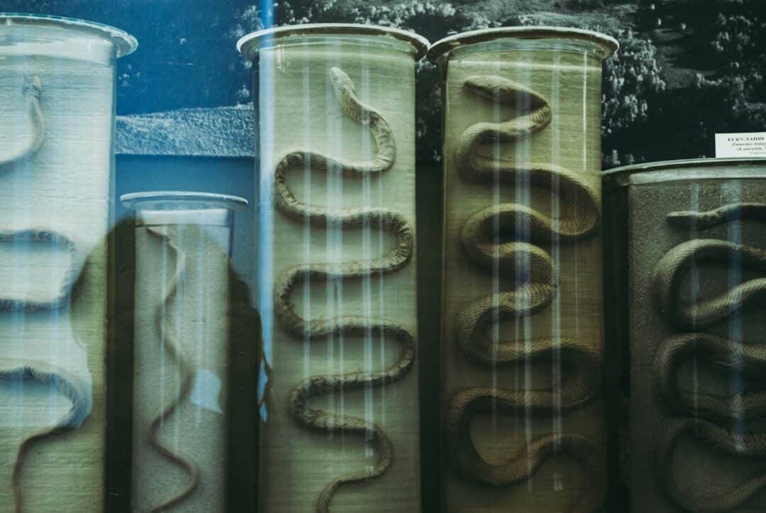 Why Some Snakes Have Heat Vision and How They Use It to Hunt - Animals ...
