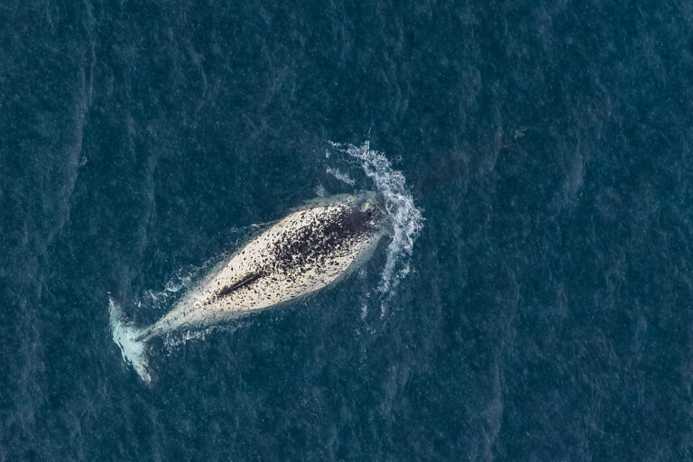 This Narwhal’s Tusk Is Actually a Tooth—Here’s Why