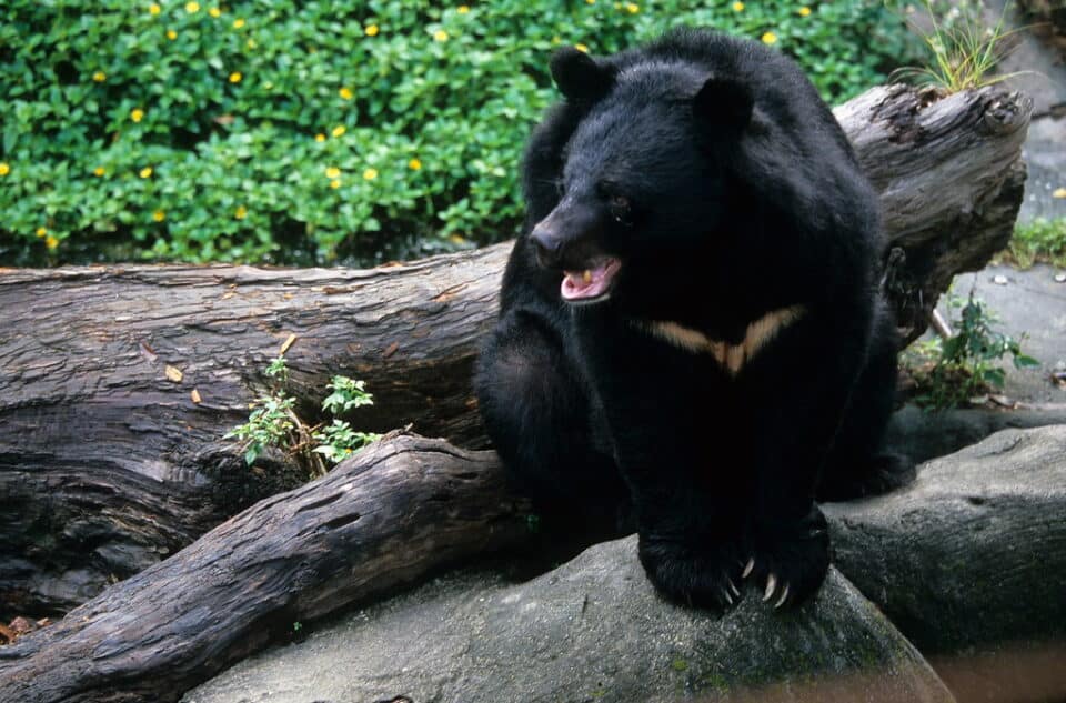 The Bear Species Scientists Thought Was Extinct Until Now - Animals ...