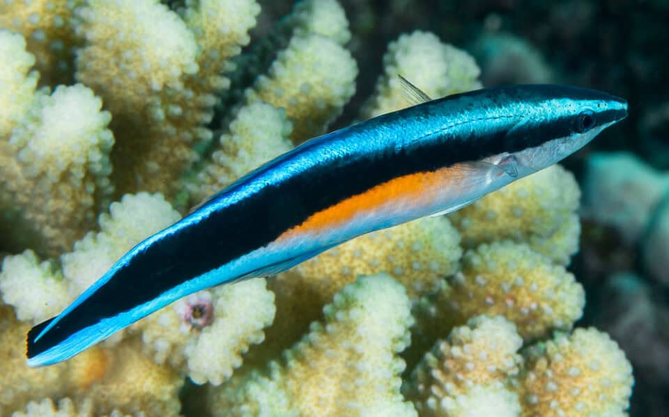 14 Instances of Interspecies Cooperation in the Wild - Animals Around ...