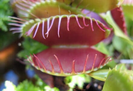Understanding CITES: The Treaty Protecting Endangered Species - Animals ...
