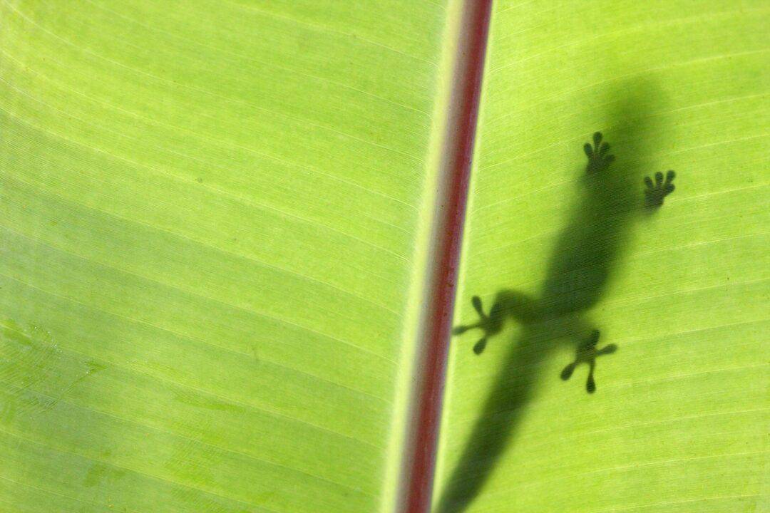 How Geckos Use Physics to Climb Any Surface - Animals Around The Globe