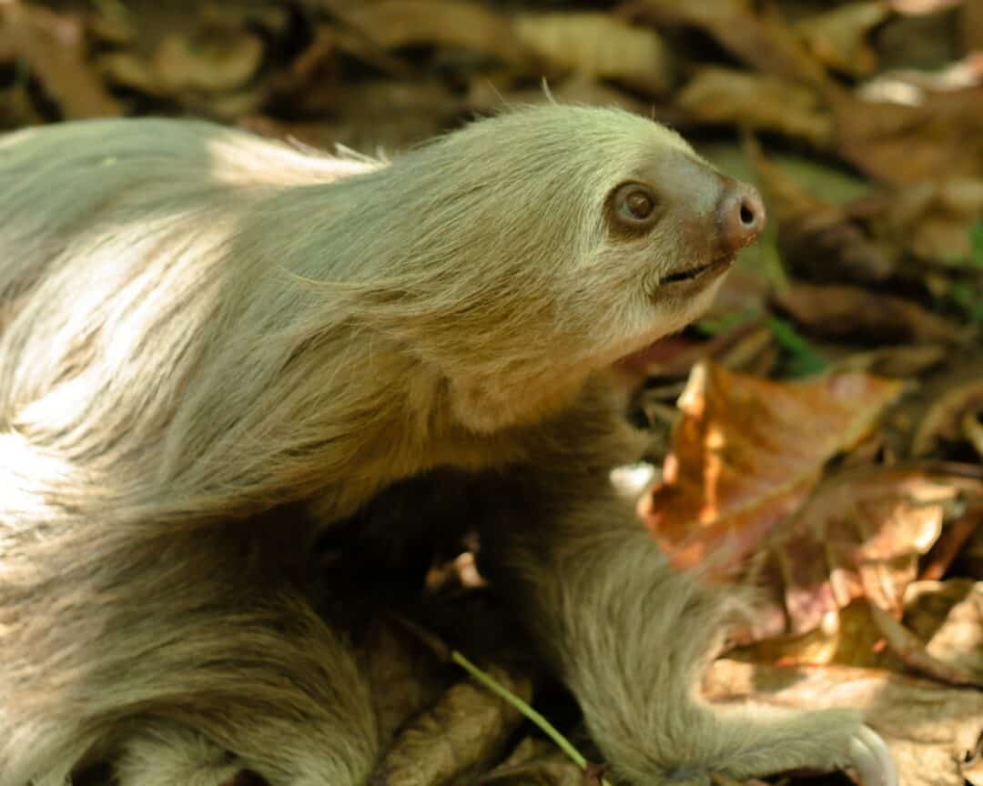 The Bizarre Way Sloths Digest Their Food - Animals Around The Globe