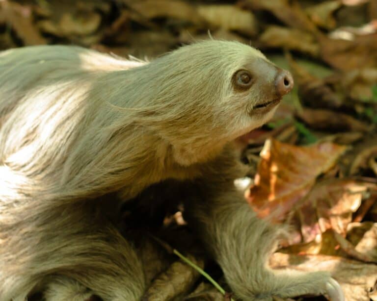 The Bizarre Way Sloths Digest Their Food - Animals Around The Globe