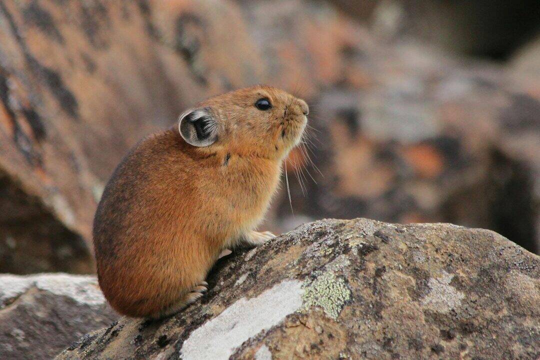This Animal Can Survive in Both Fire and Ice—And It’s American