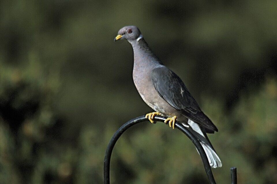 The Brave Pigeon That Saved 194 Soldiers - Animals Around The Globe