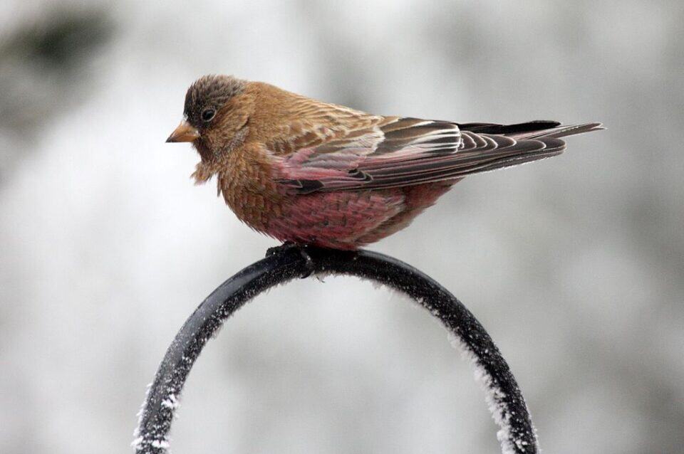 15 Rare Birds Native Only to North America - Animals Around The Globe