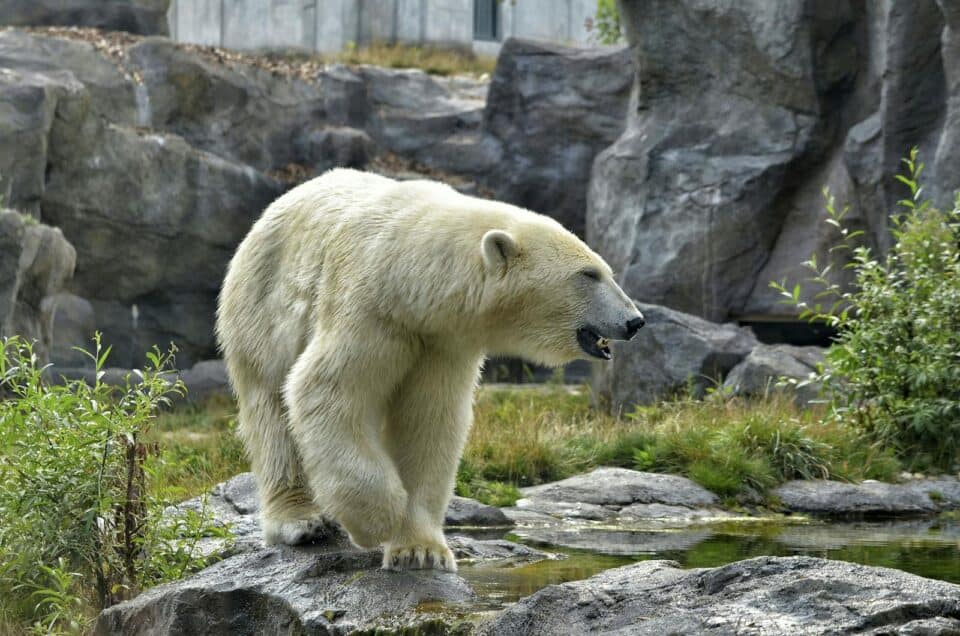 Do Zoos Actually Help Endangered Species—or Just Display Them ...