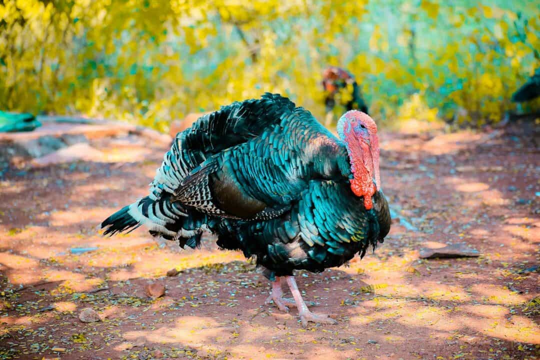 The Wild Turkeys Taking Over U.S. Suburbs - Animals Around The Globe